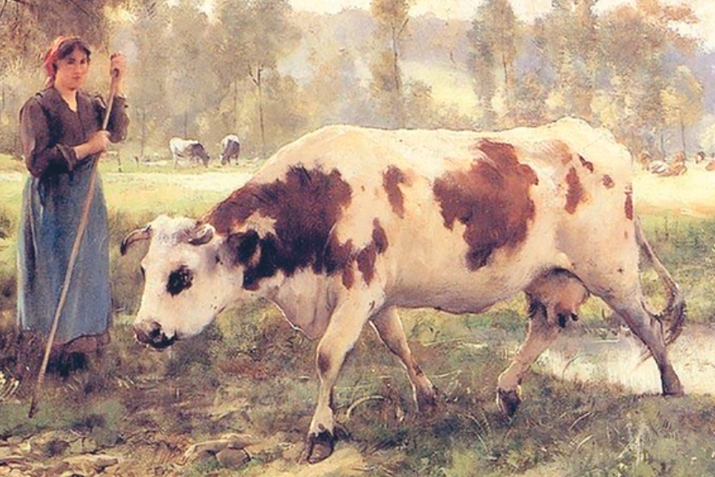 The miraculous cow